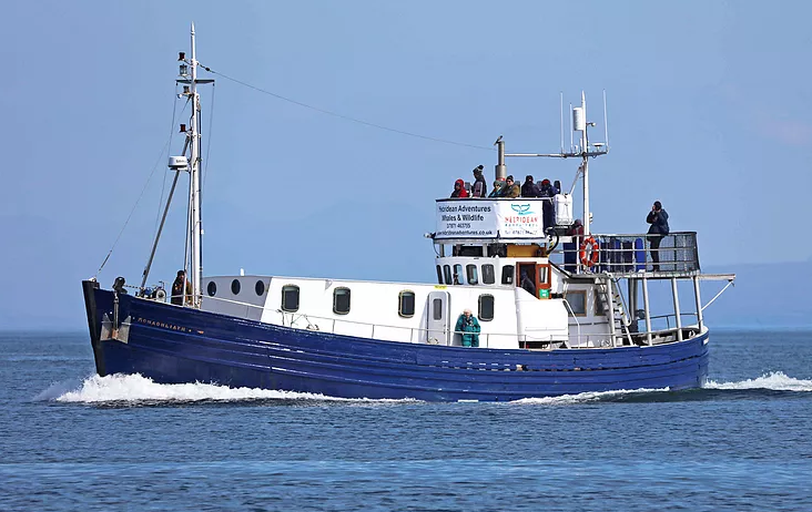 Whale, Dolphin and Wildlife Watching Tours and Cruises | Wonder Seekers