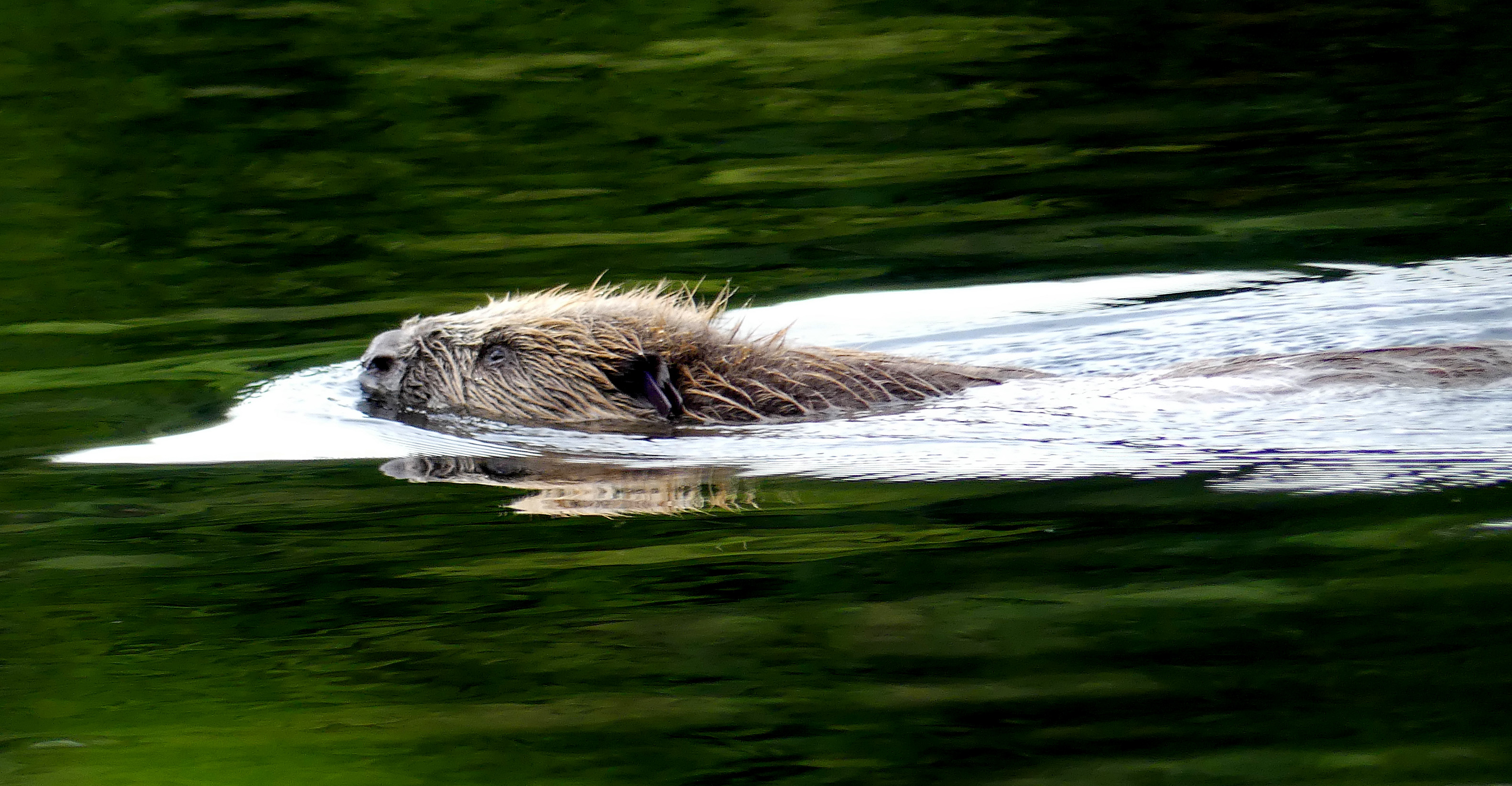 Walking with Beavers | Argyll, Scotland | Wonder Seekers