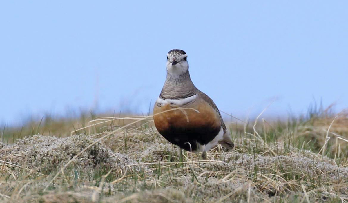 Spring Birds in Speyside | Speyside Wildlife Scotland | Wonder Seekers